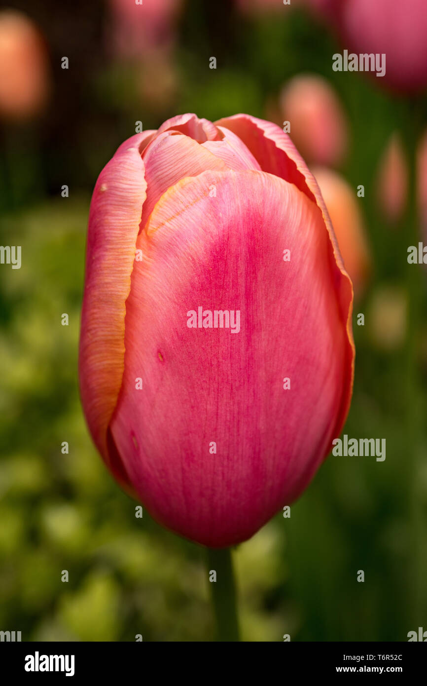 Tulipa menton hi-res stock photography and images - Alamy