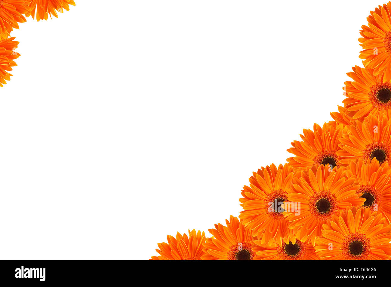orange daisy flower half frame on white, space for messages Stock Photo ...