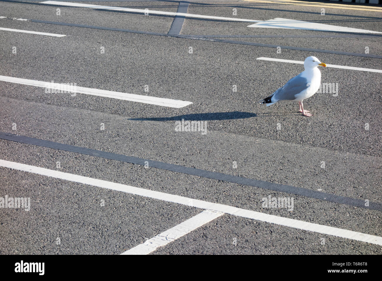 Seagull standing on the road Stock Photo - Alamy