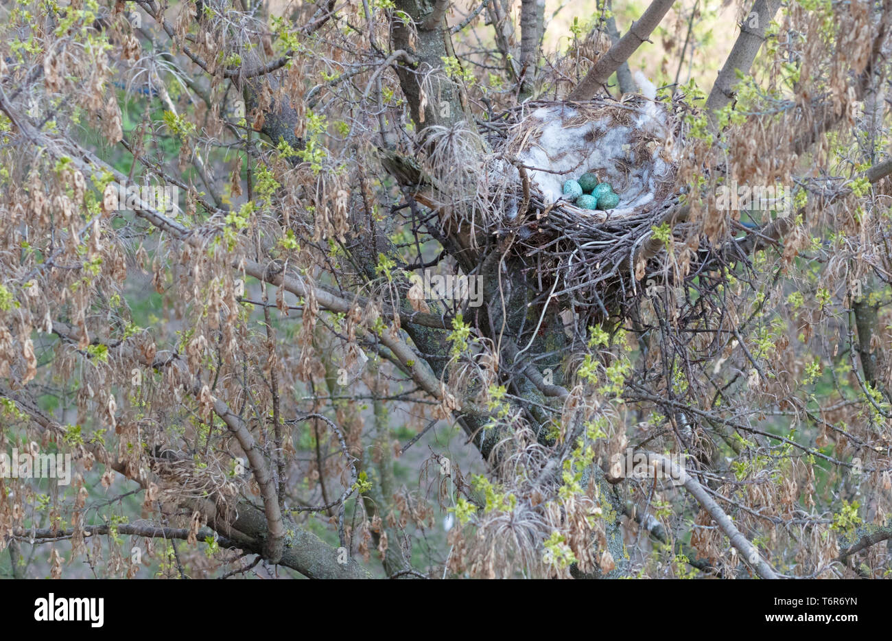 Early spring, a crow's nest on a tree, five green eggs in a nest Stock ...