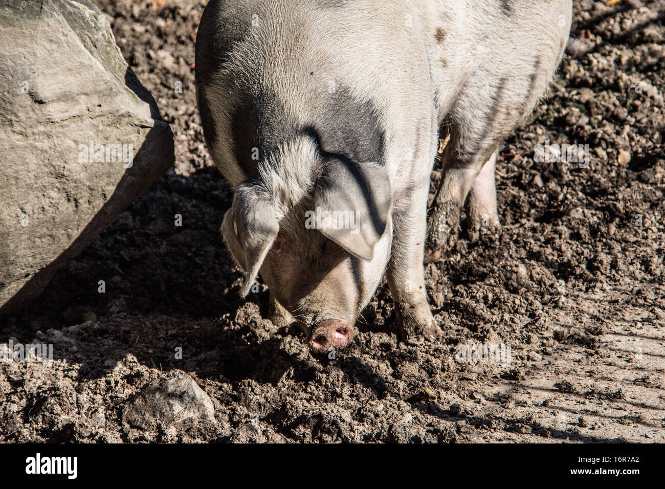 Domestic pig is digging in the morass Stock Photo - Alamy