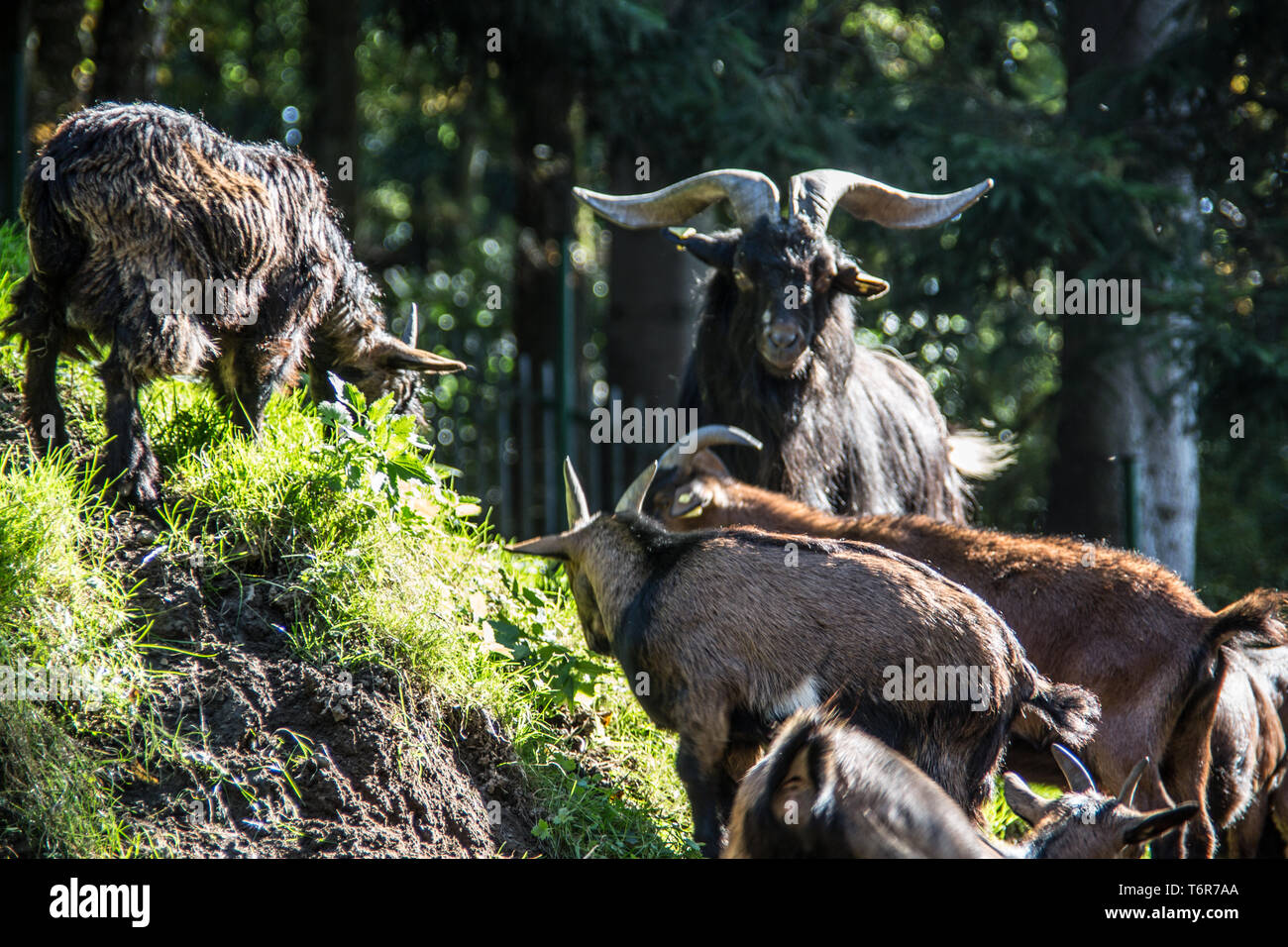 Goat in the forest hi-res stock photography and images - Alamy