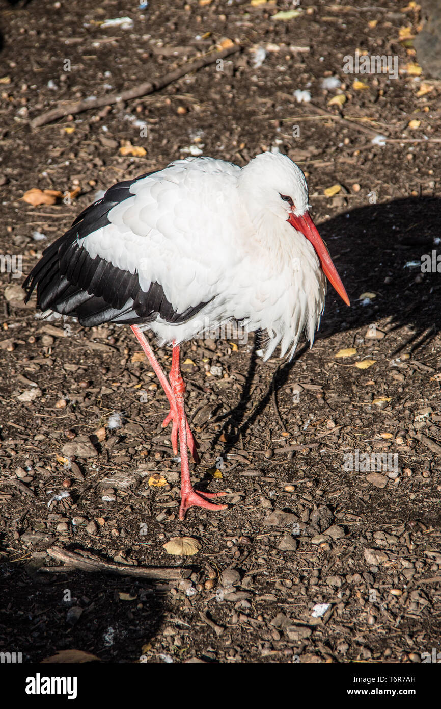 Stork stands hi-res stock photography and images - Alamy
