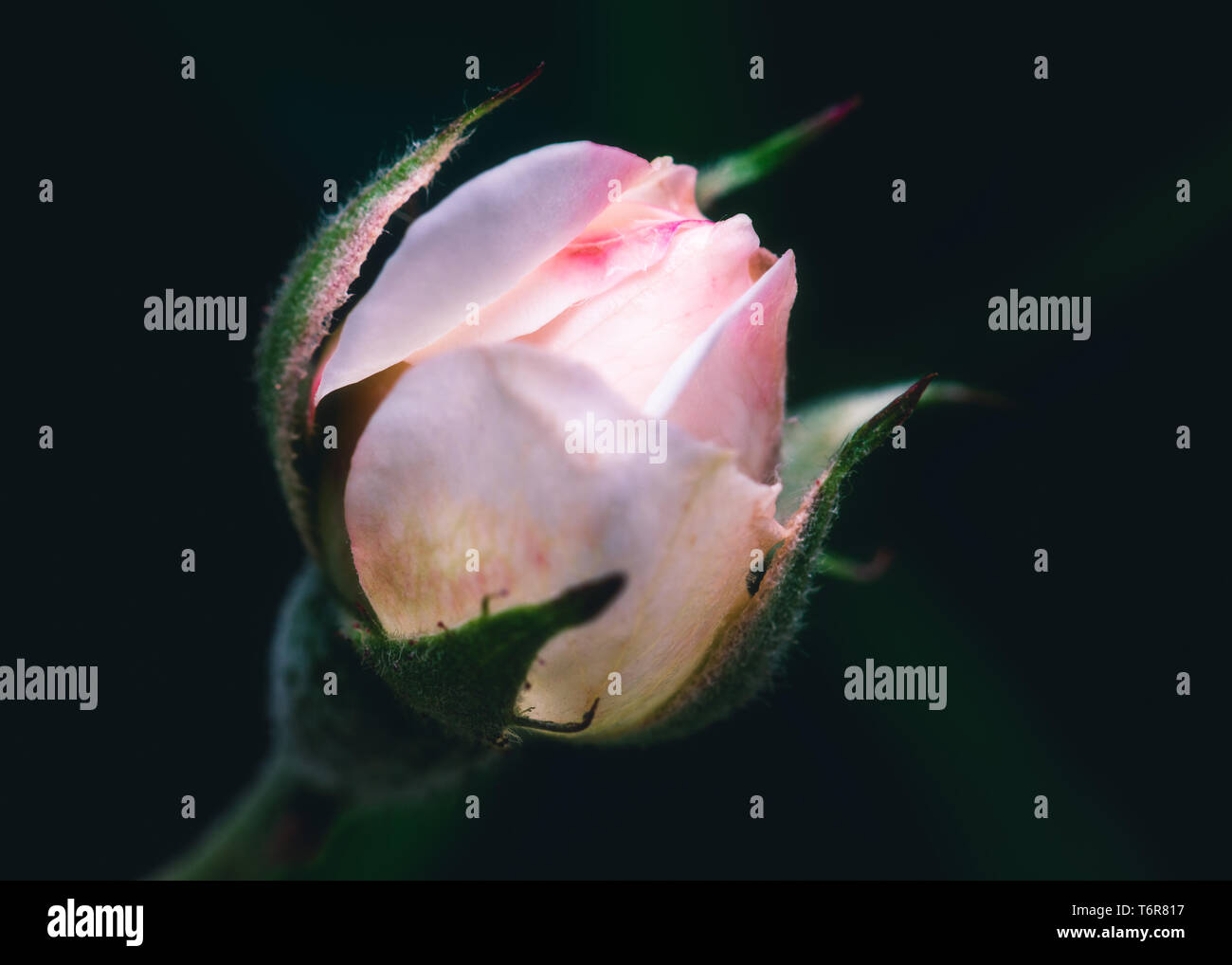 Dark pink rose bud hi-res stock photography and images - Alamy