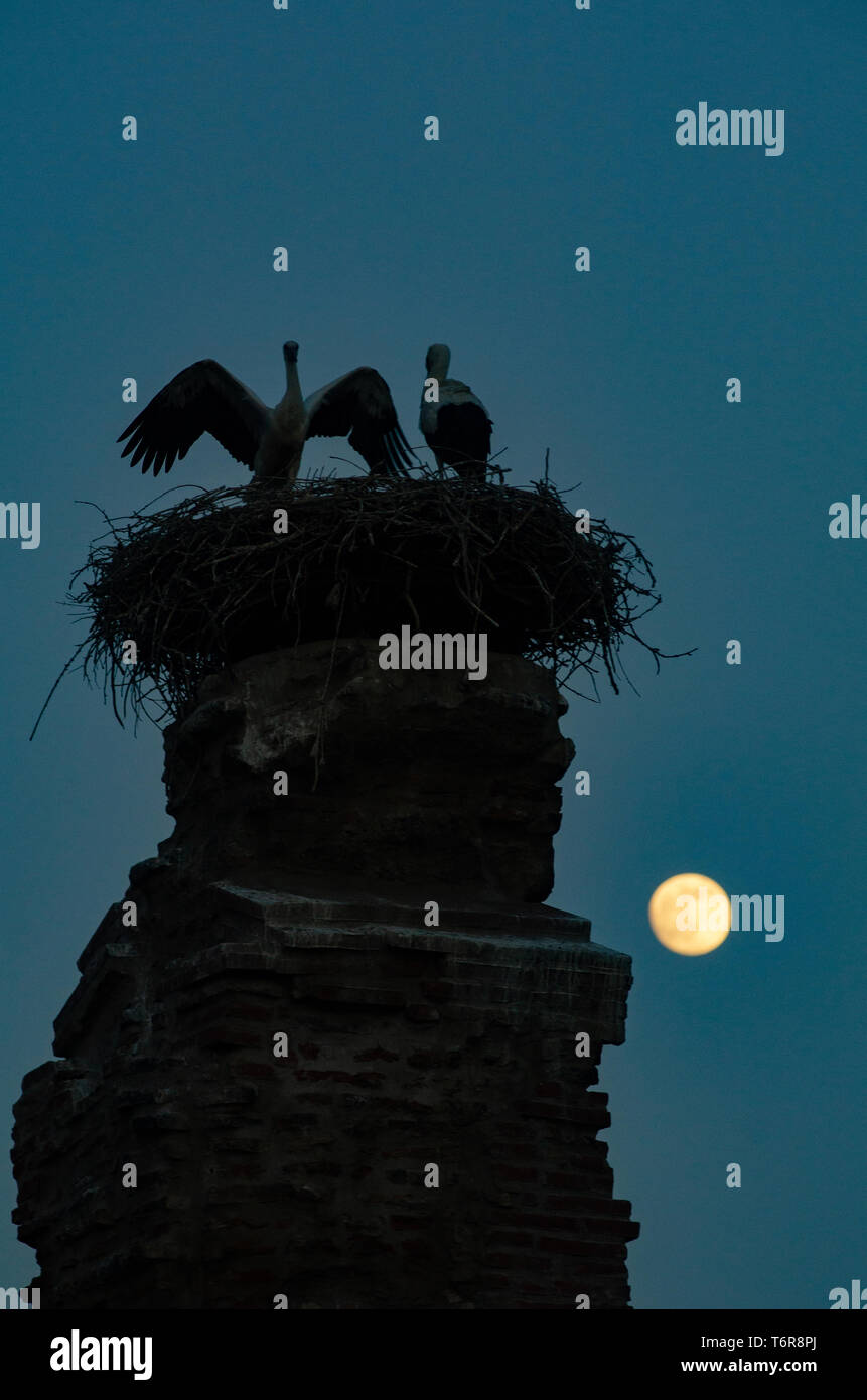 Storks nesting on top of a pillar in the Turkish village of Selcuk ...