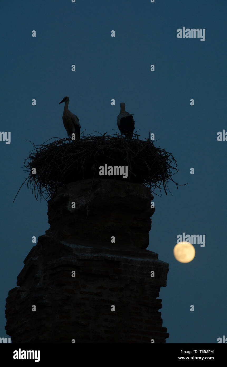 Storks nesting on top of a pillar in the Turkish village of Selcuk ...