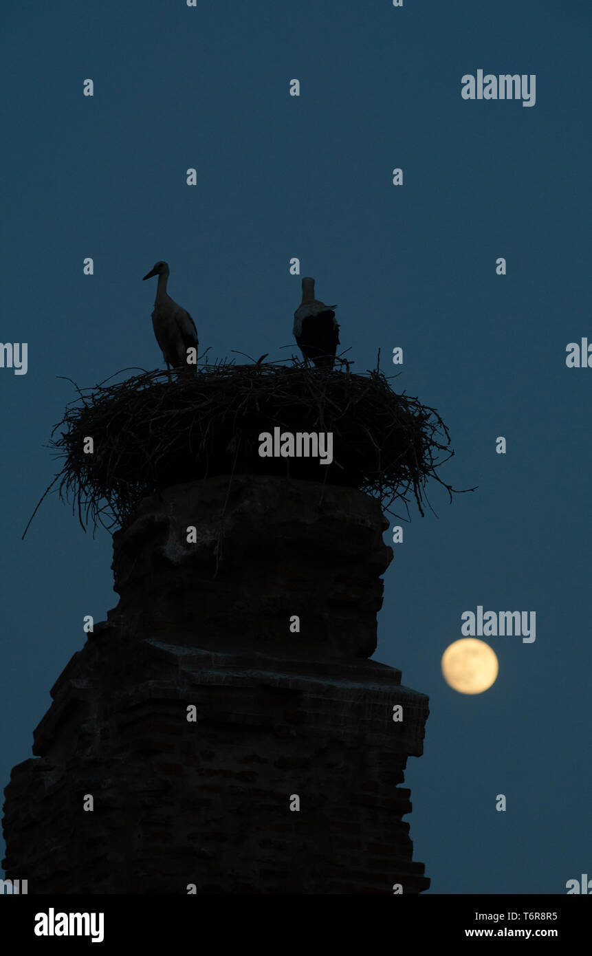 Storks nesting on top of a pillar in the Turkish village of Selcuk ...