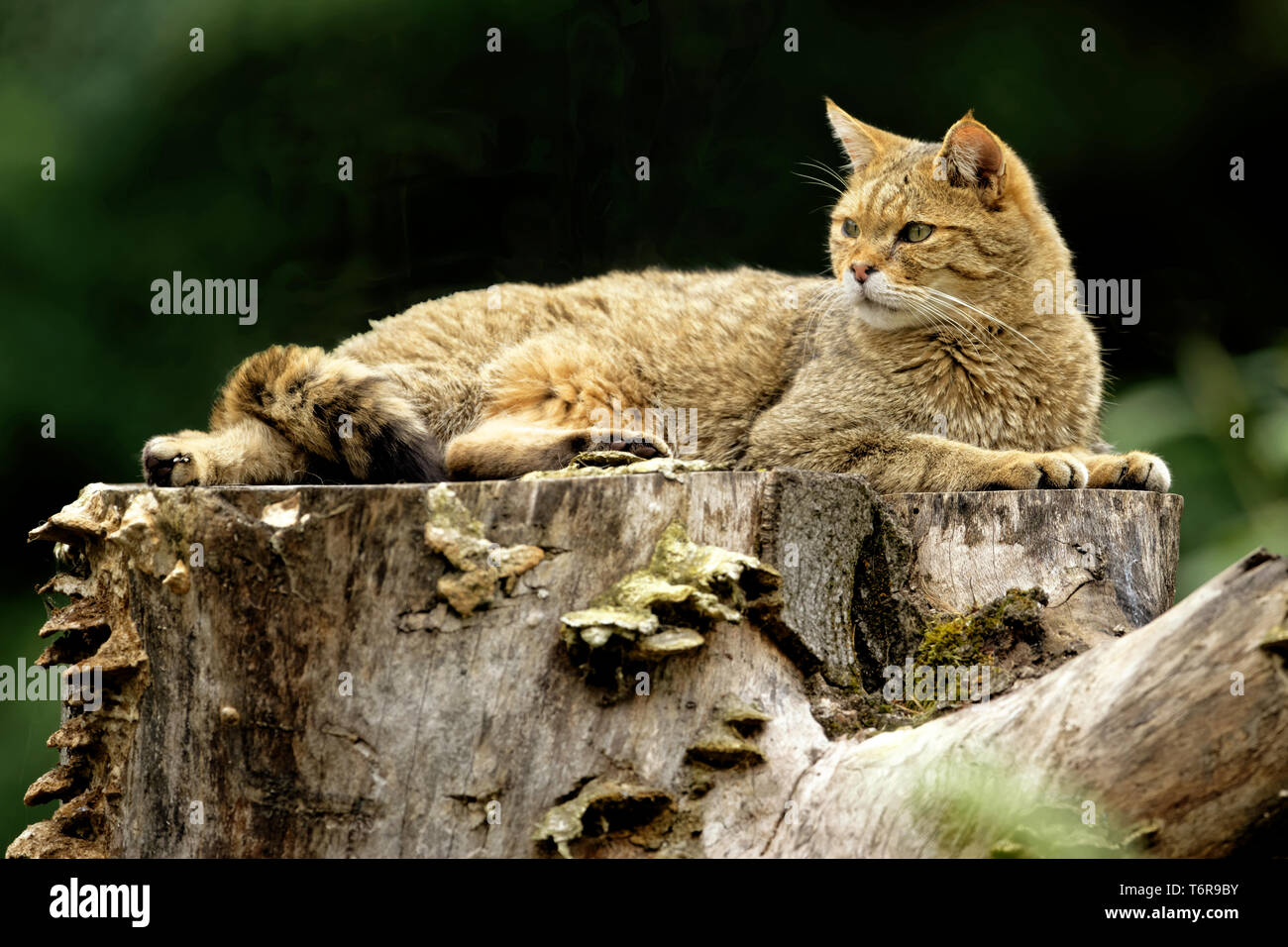 Feli silvestris hi-res stock photography and images - Alamy
