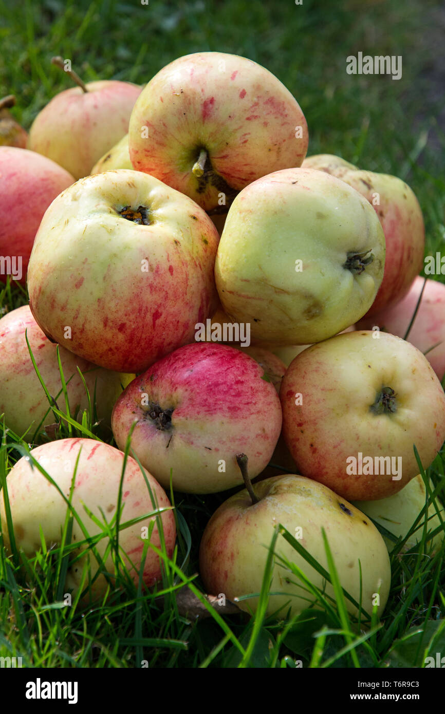 Ripe grass hi-res stock photography and images - Alamy