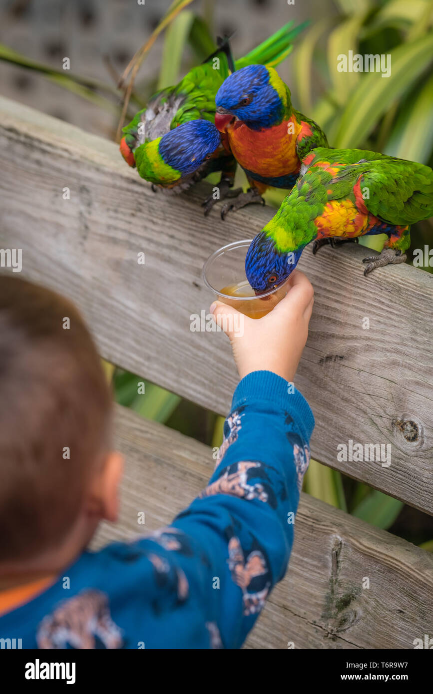 Little boy feeding parrots in zoo Stock Photo - Alamy
