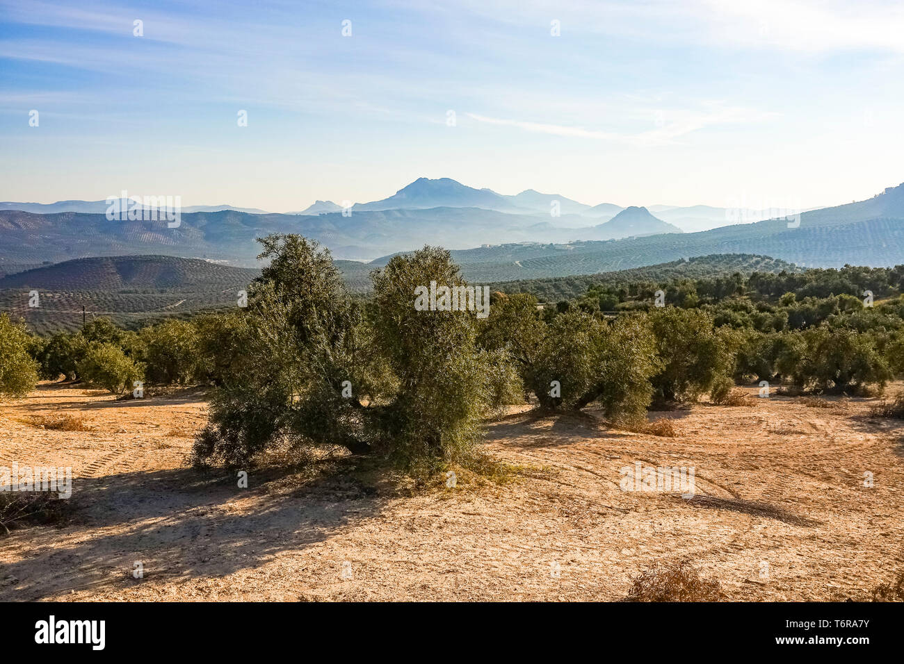 Olive trees, olive production, olive groves in Cordoba Province ...