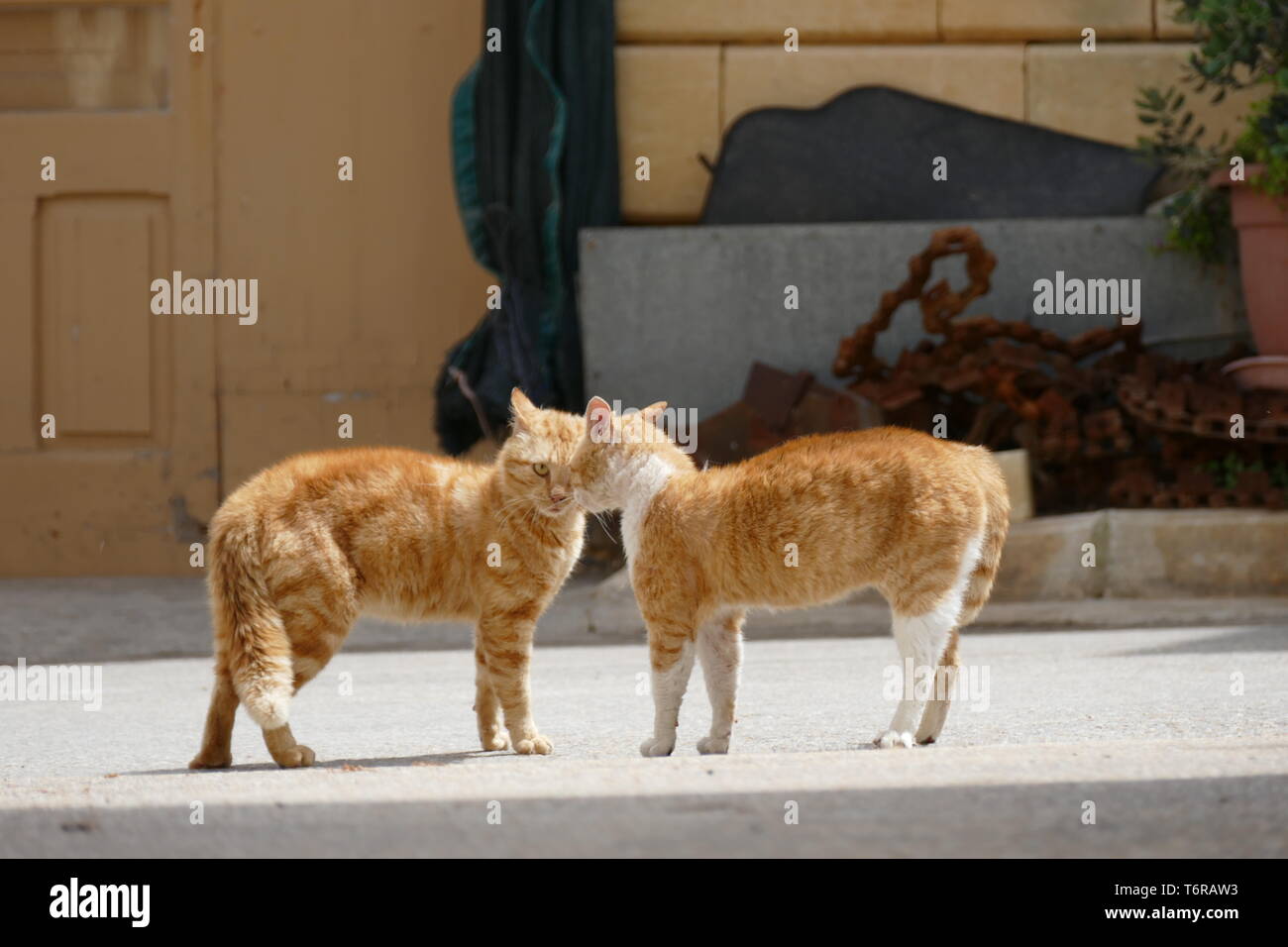 Two male cats face-off in a fight on the Mediterranean island of Gozo ...