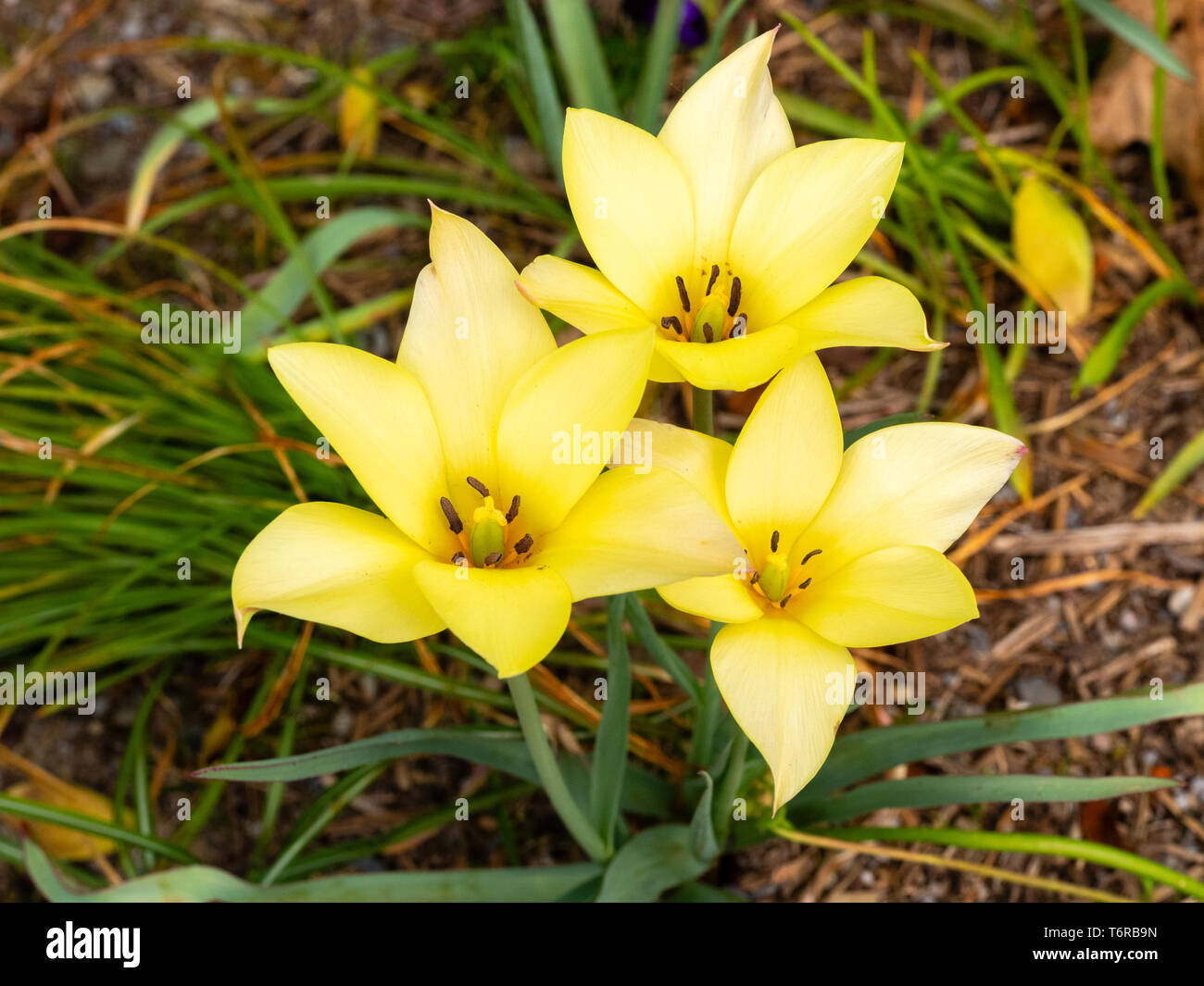 Yellow spring flowers of the hardy botanical tulip, Tulipa linifolia ...