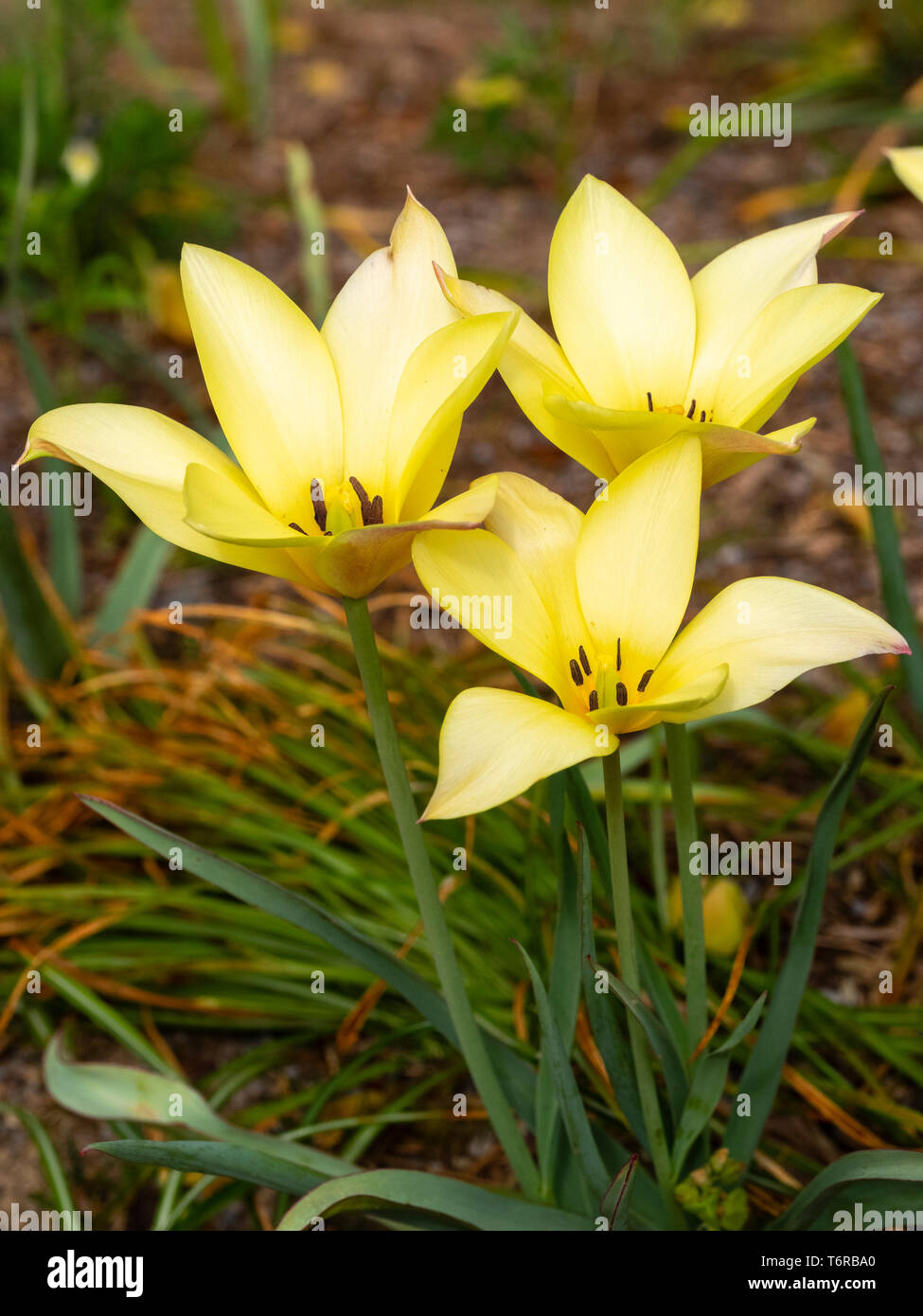 Yellow spring flowers of the hardy botanical tulip, Tulipa linifolia ...