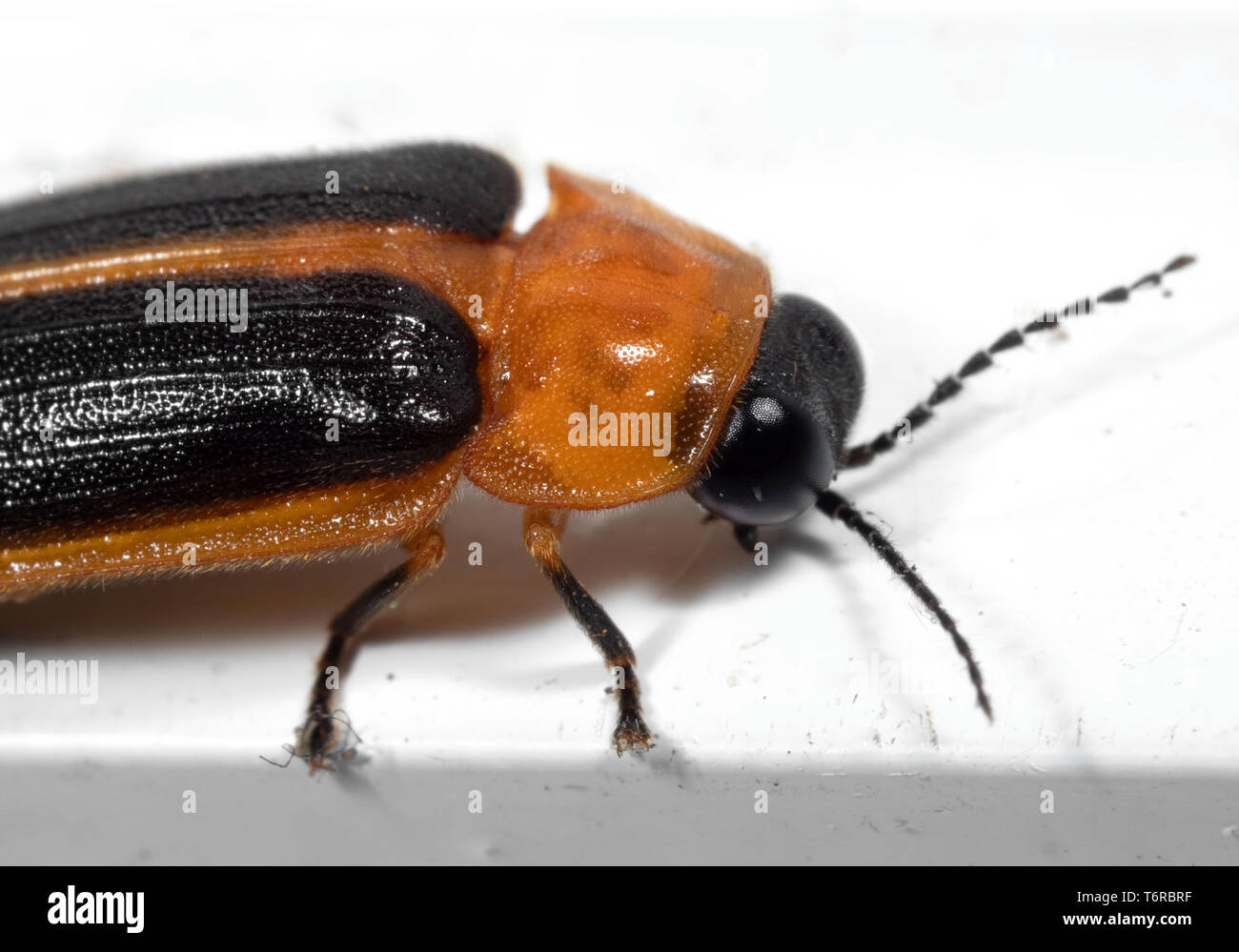Macro Photography of Firefly on White Floor Stock Photo - Alamy