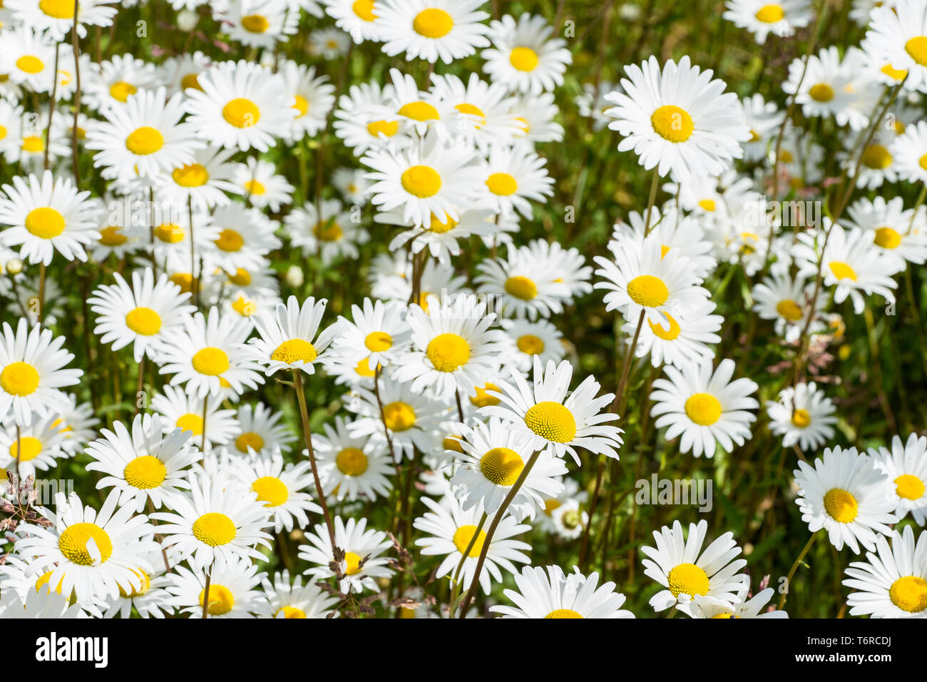 Corn chamomile mayweed hi-res stock photography and images - Alamy