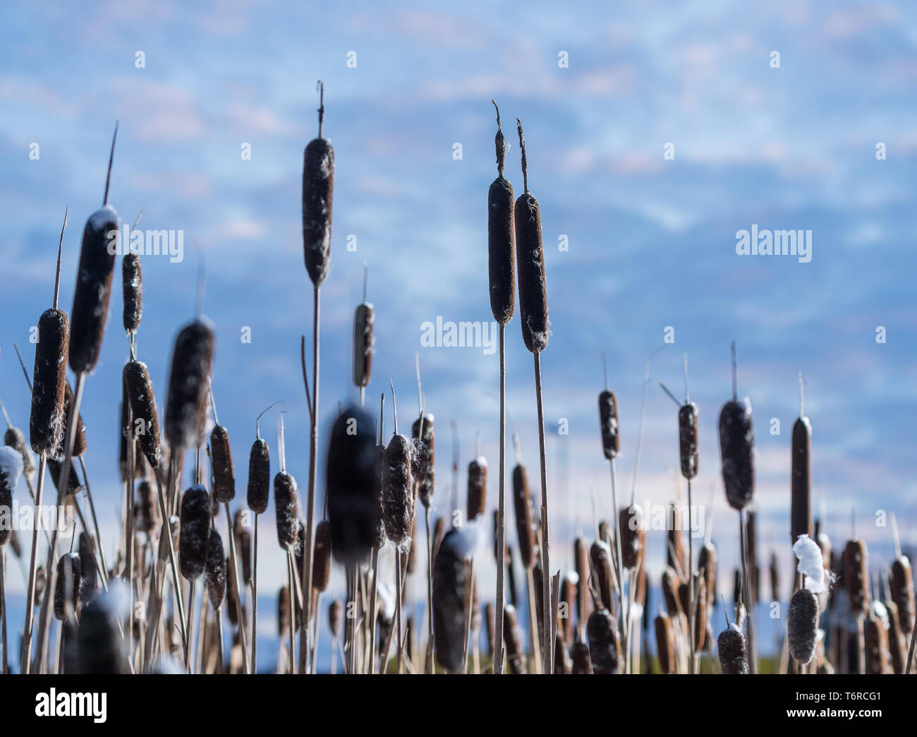Typha. Dried cattails in natural environment. Reeds and frozen lake ...