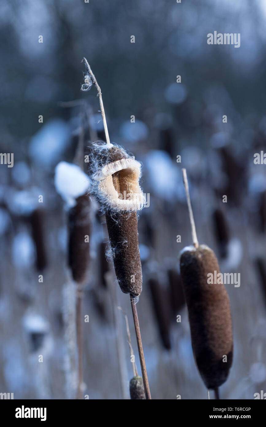 Typha. Dried cattails in natural environment. Reeds and frozen lake ...