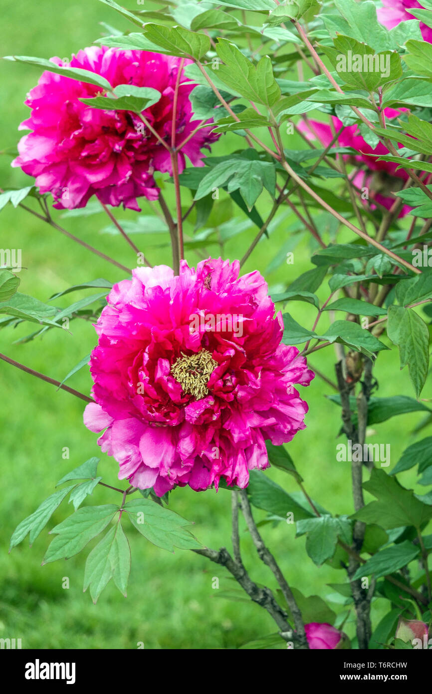 Chinese Tree Peony, Paeonia x suffruticosa Jin Pao Hong, Red peony ...