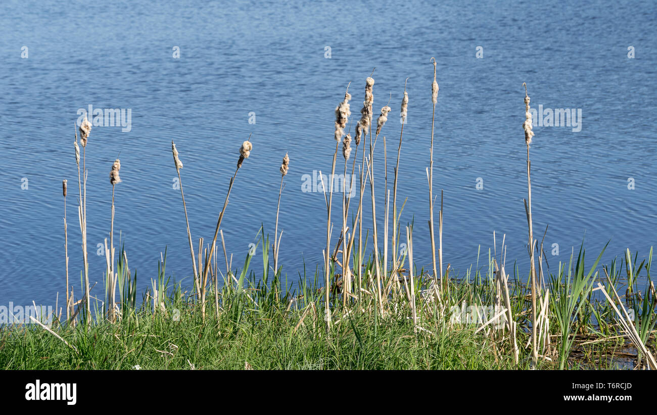 Typha. Dried cattails in natural environment. Reeds and blue lake ...