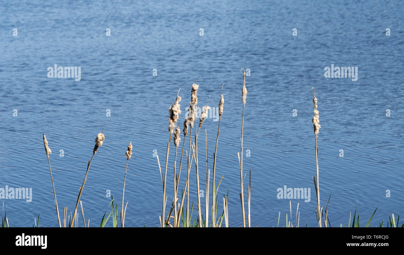 Typha. Dried cattails in natural environment. Reeds and blue lake ...