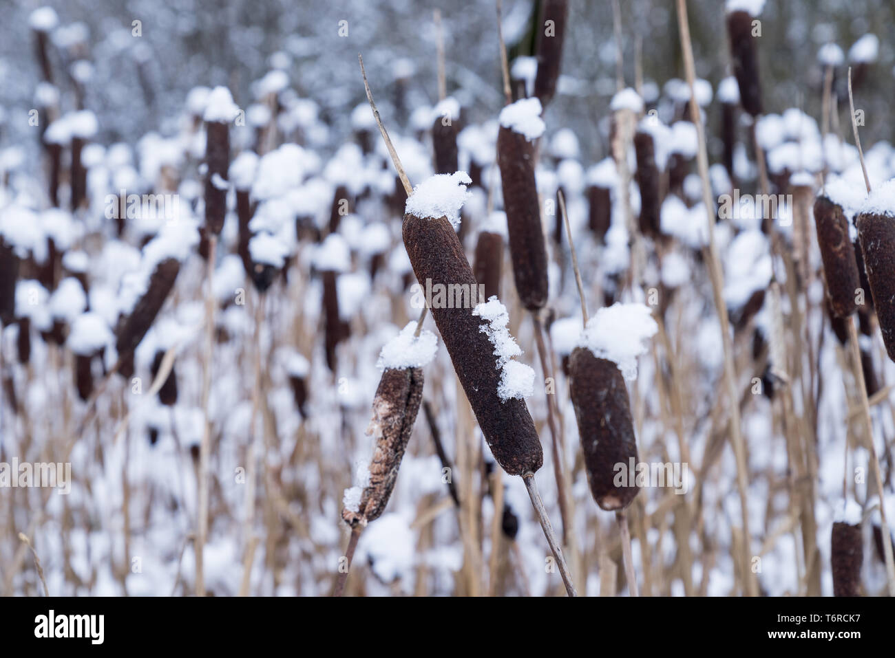 Typha. Dried cattails in natural environment. Reeds and frozen lake ...