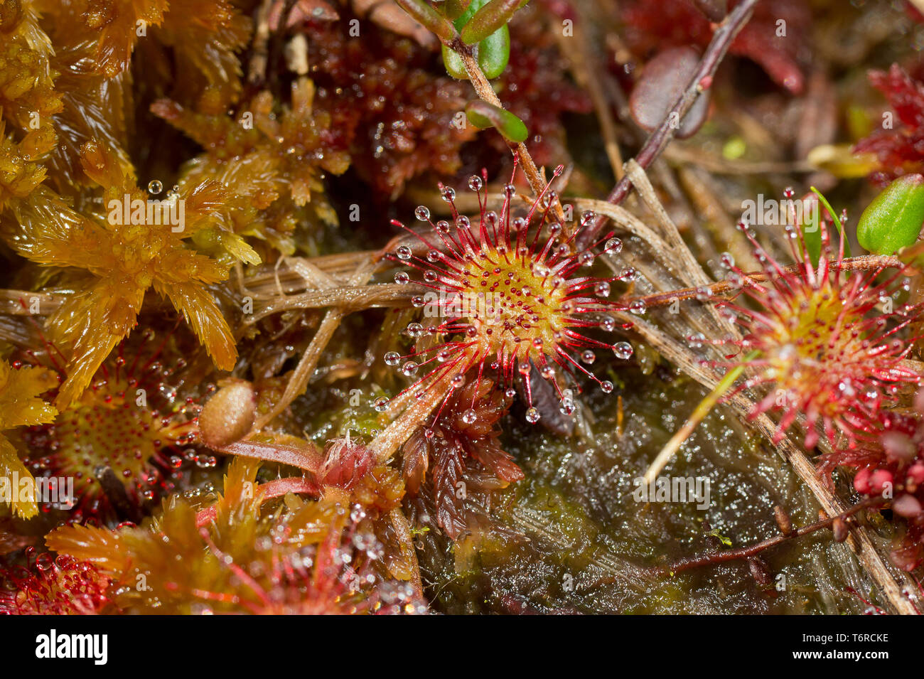 Carnivorous plant in the bog (natural environment). round-leaved sundew ...