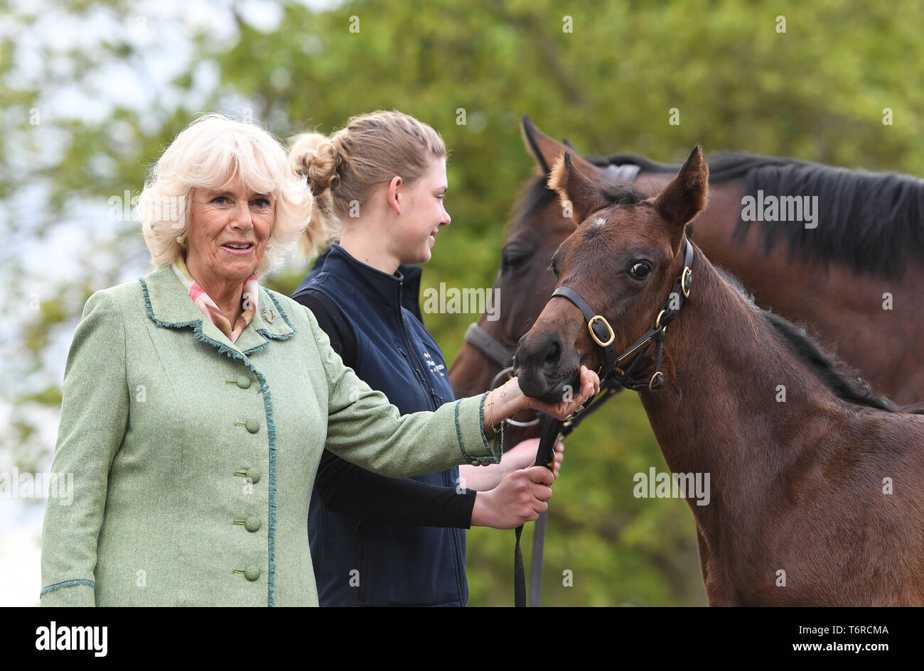 The Duchess of Cornwall with a mare named Royal Rascal and her six week ...