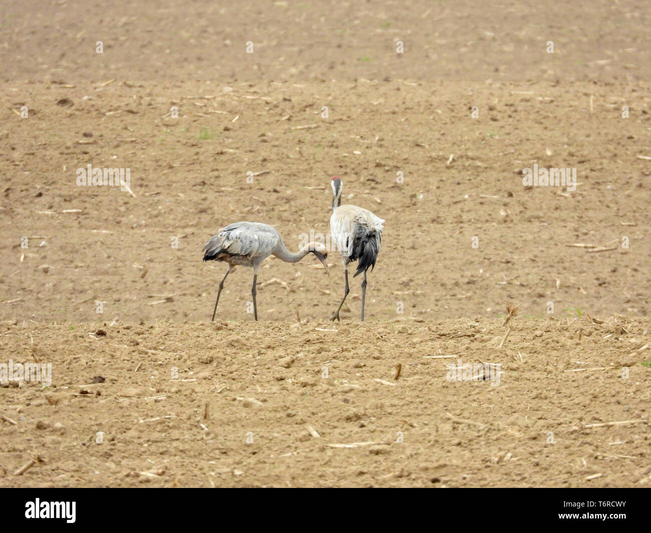 a group of cranes looking for food on a ploughed field Stock Photo - Alamy