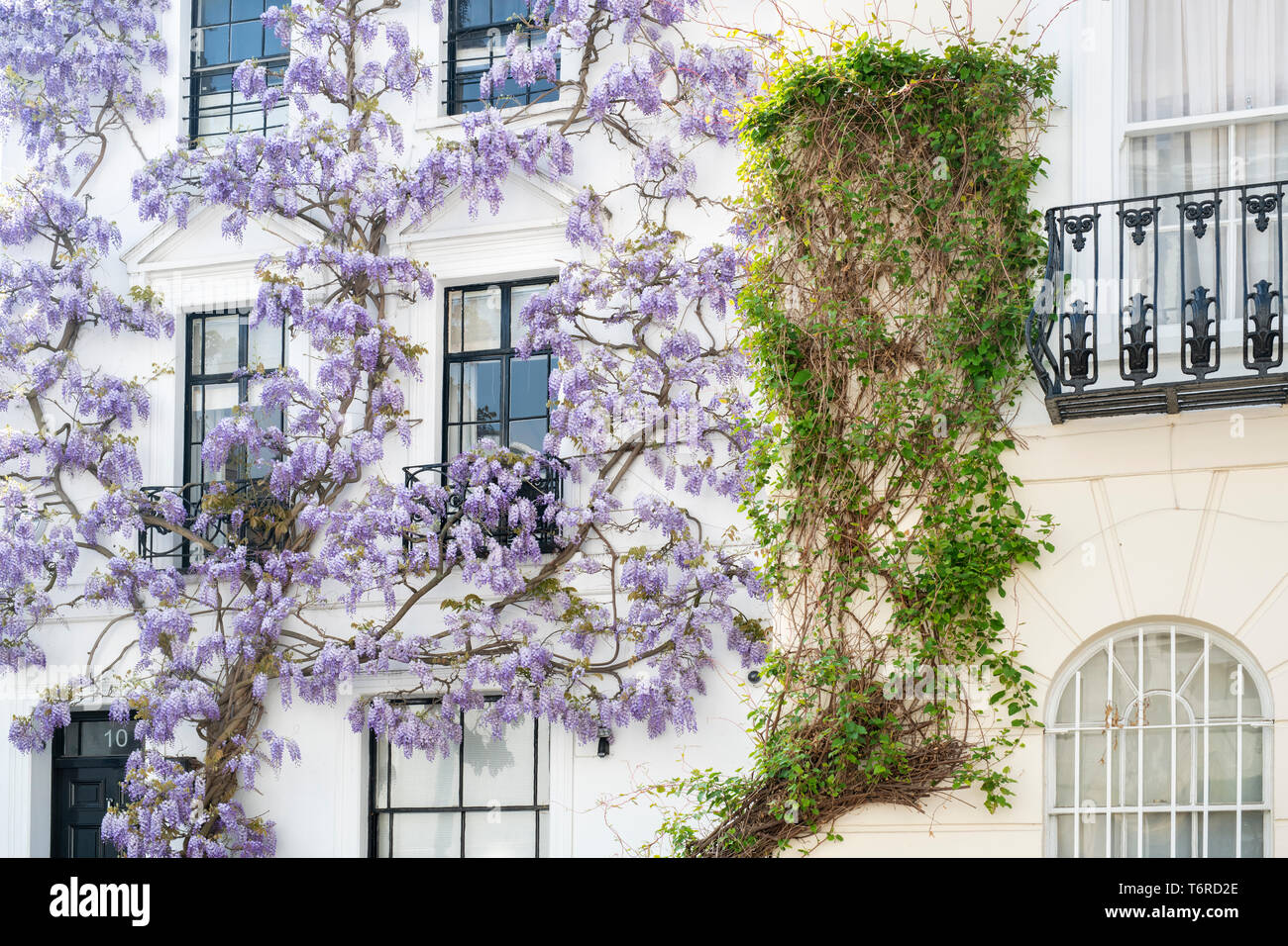 Wisteria on a house in Canning place, Kensington, London, England Stock ...