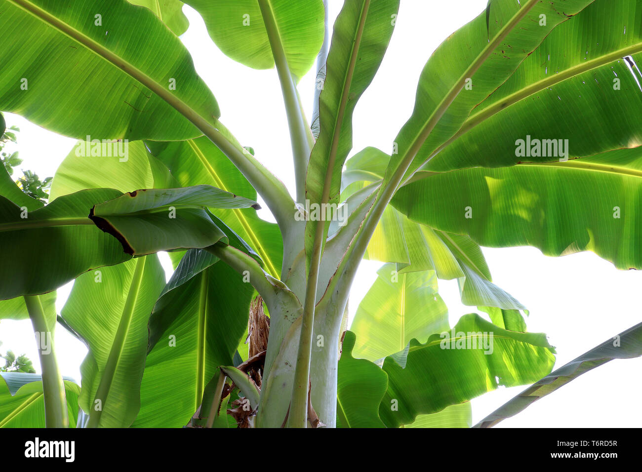 Banana Tree Leaf Texture Banana Tree Leaf Stock Photos, Images And