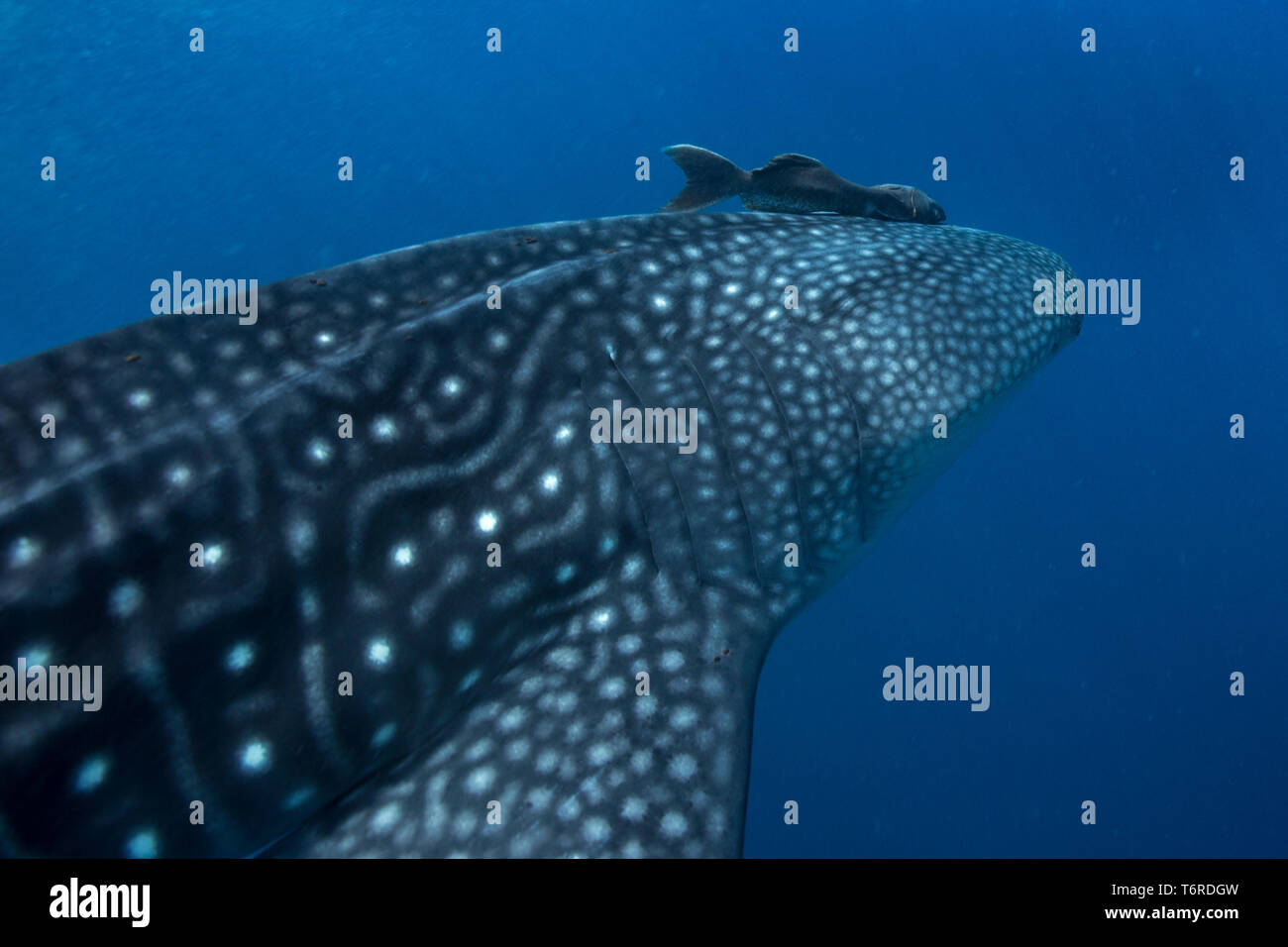Shark with remora hi-res stock photography and images - Alamy