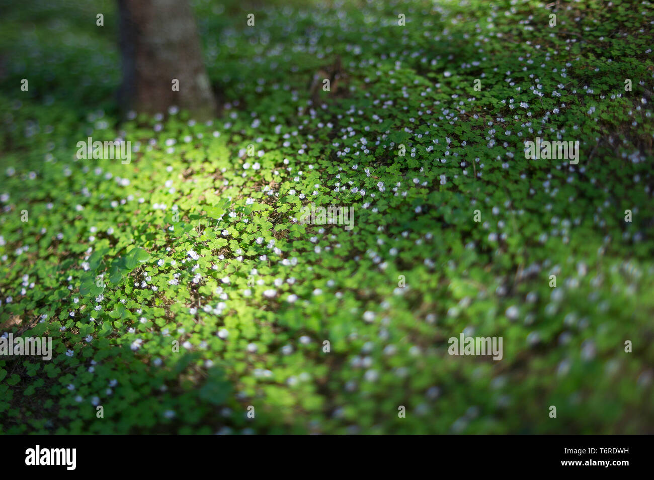 Old forest and common wood sorrel blossom. Oxalis acetosella bloom and ...