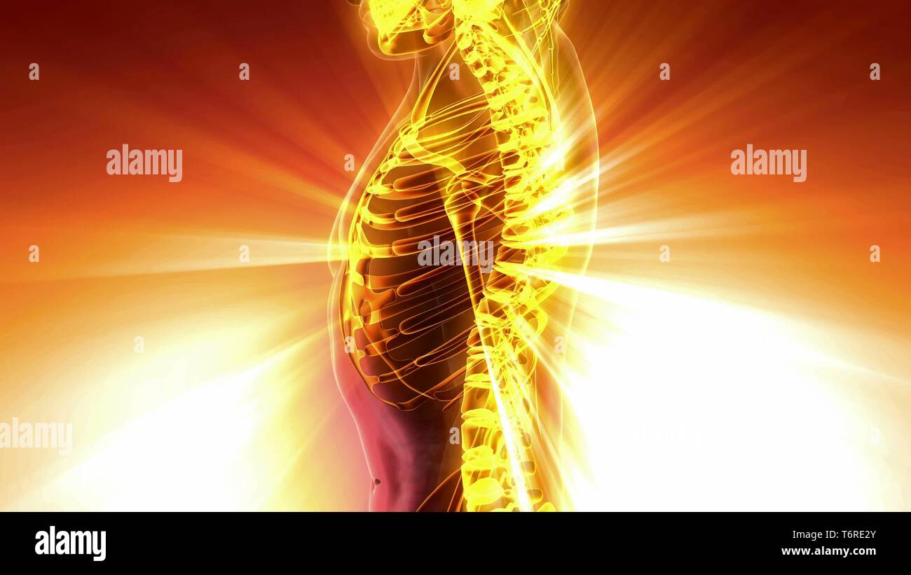 Human Body with Visible Skeletal Bones Stock Photo - Alamy