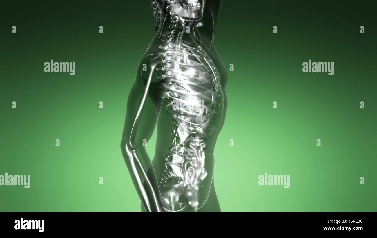 Human body visible skeletal bones hi-res stock photography and images ...