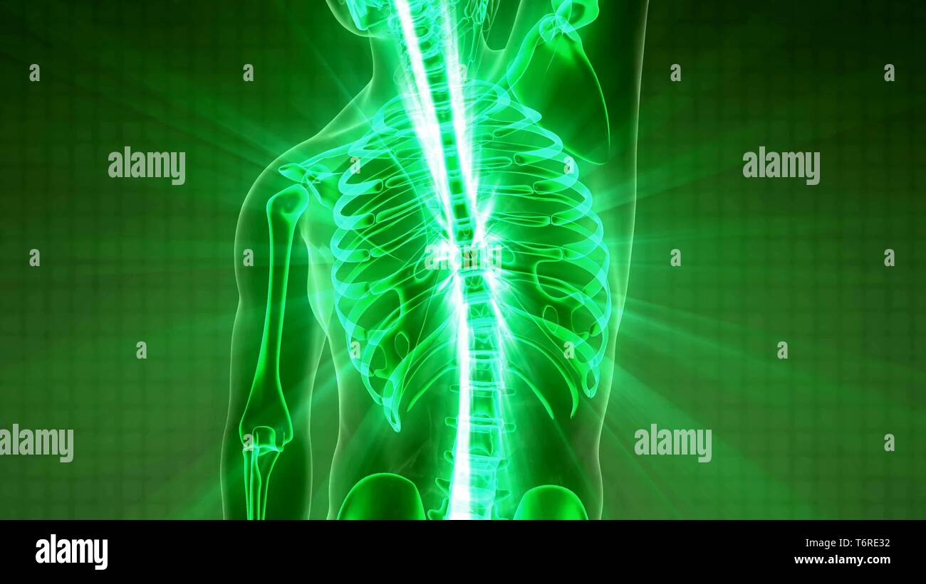 Human body visible skeletal bones hi-res stock photography and images ...