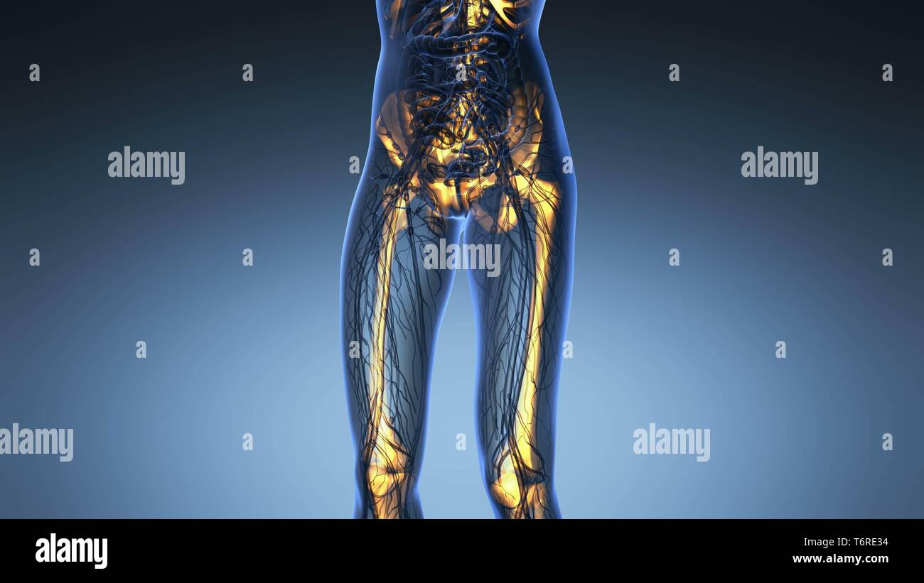 Human Body with Visible Skeletal Bones Stock Photo - Alamy