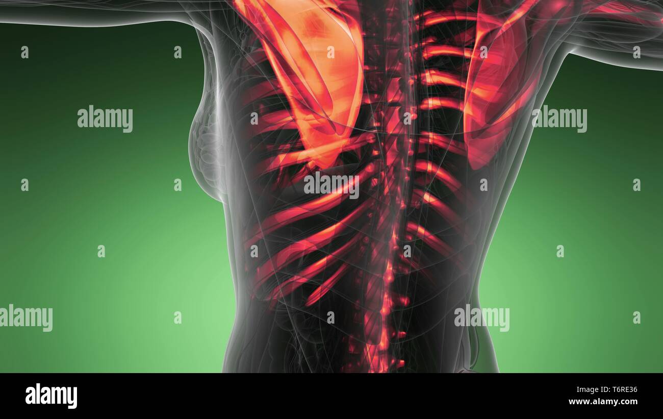 Human Body with Visible Skeletal Bones Stock Photo - Alamy