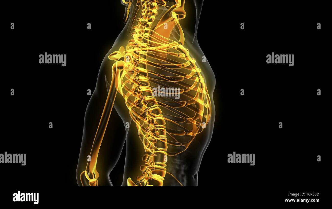 Human body visible skeletal bones hi-res stock photography and images ...