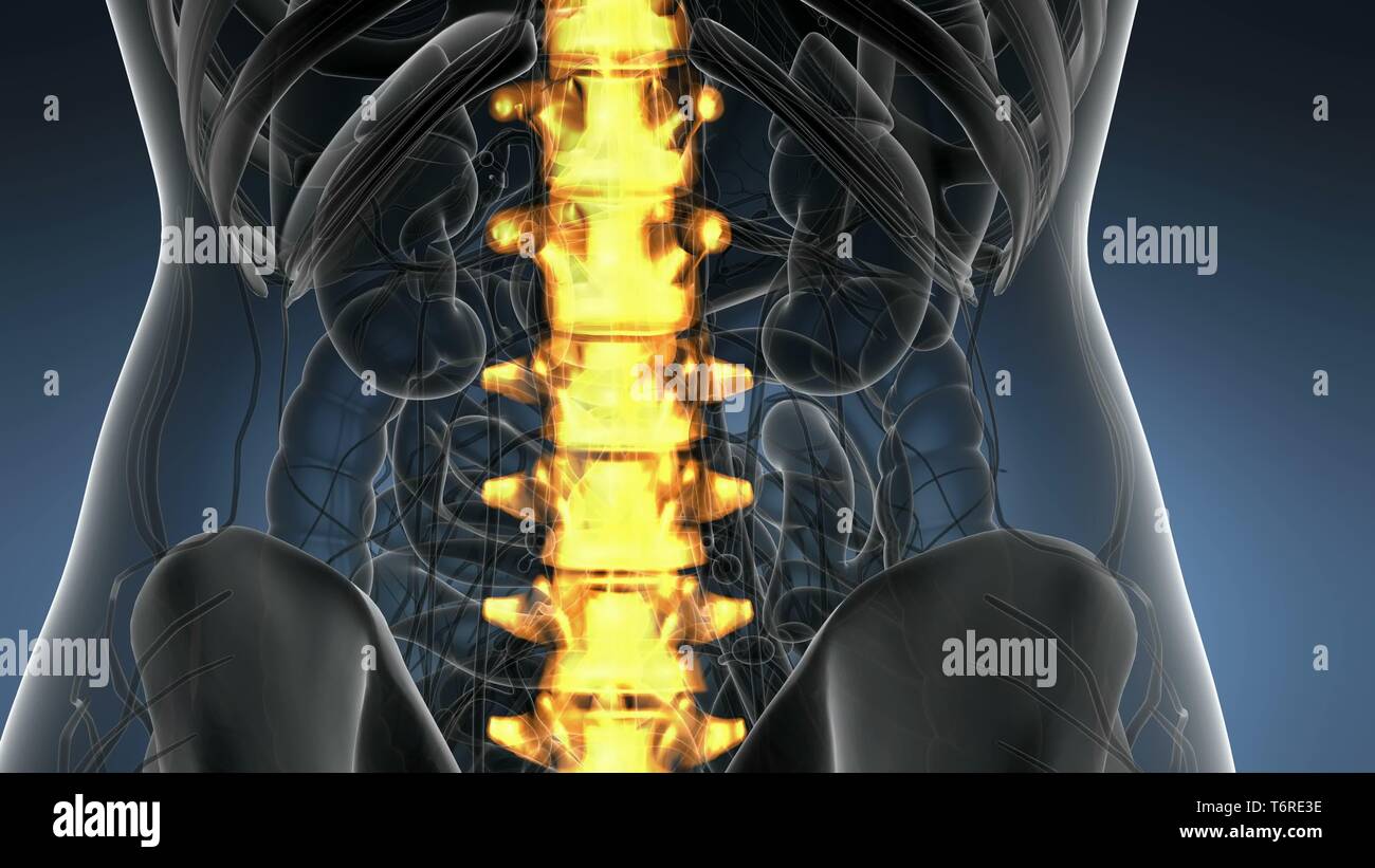 Backache in Back Bones Stock Photo - Alamy
