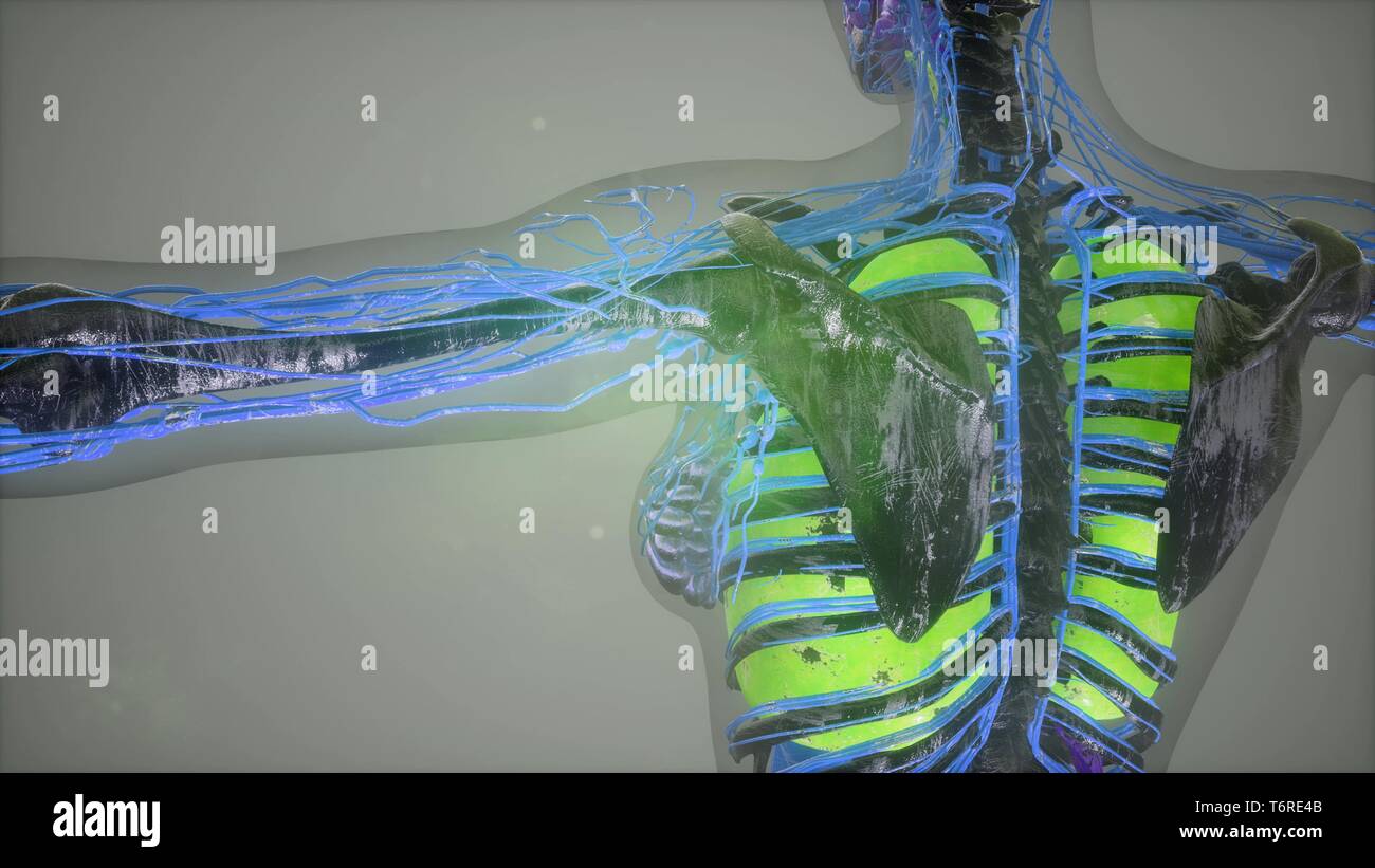 colored Human Internal organs scan Stock Photo - Alamy