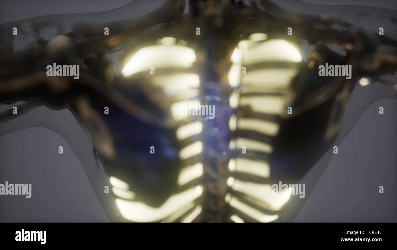 science anatomy scan of human lungs glowing Stock Photo - Alamy