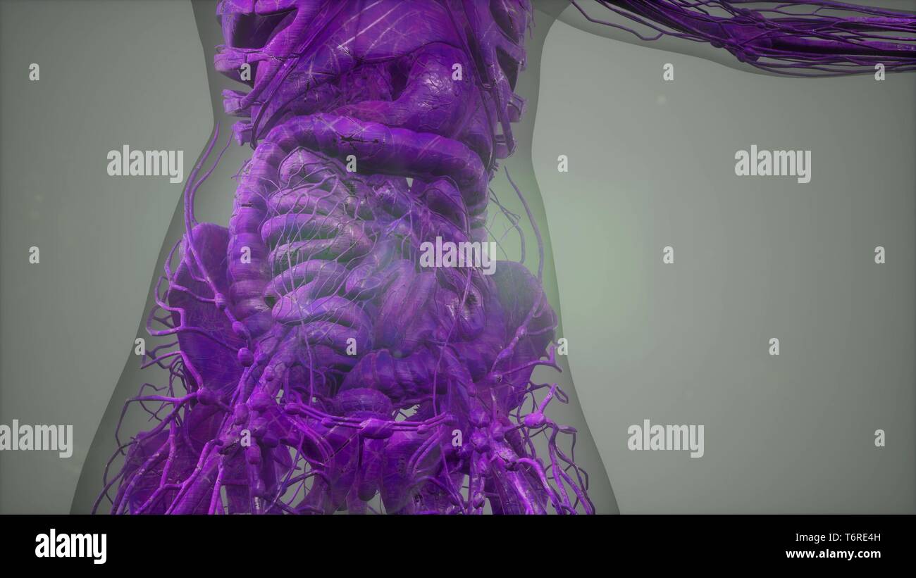 model showing anatomy of human body illustration Stock Photo - Alamy