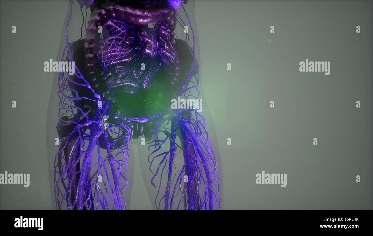 Human body glow blood vessels hi-res stock photography and images - Alamy