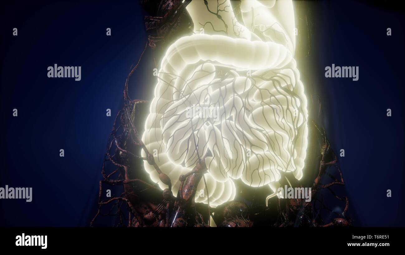 Human Body with Visible Digestive System Stock Photo - Alamy