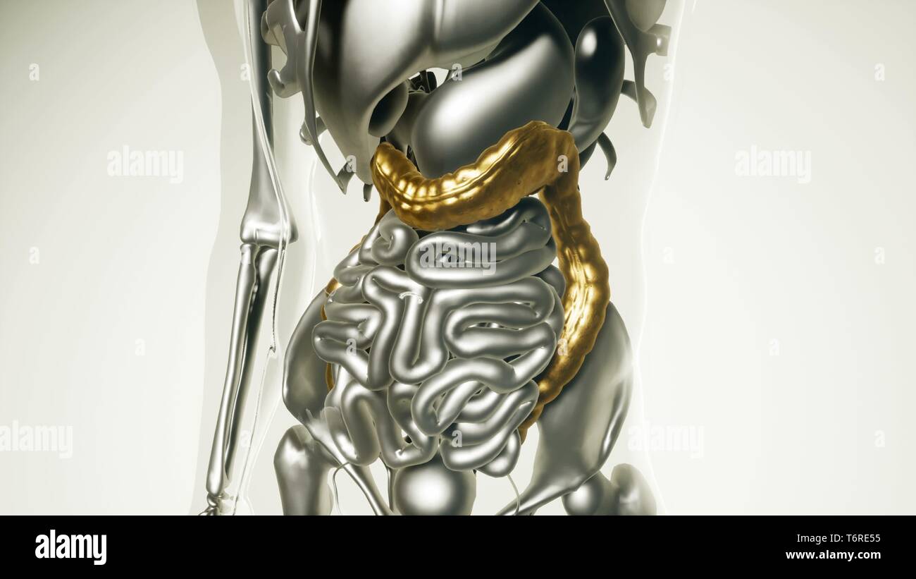 Human Colon Model with all Organs Stock Photo - Alamy