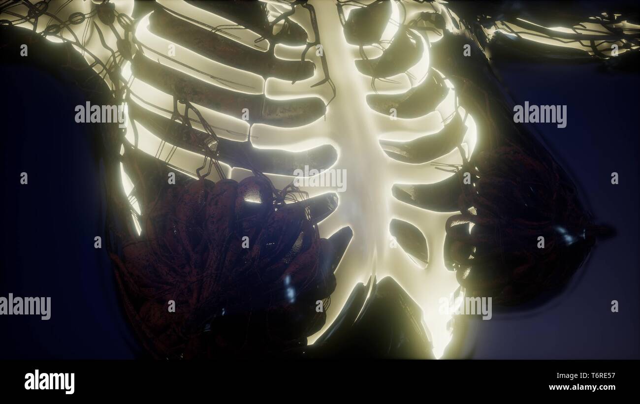 Human Body with Visible Skeletal Bones Stock Photo - Alamy