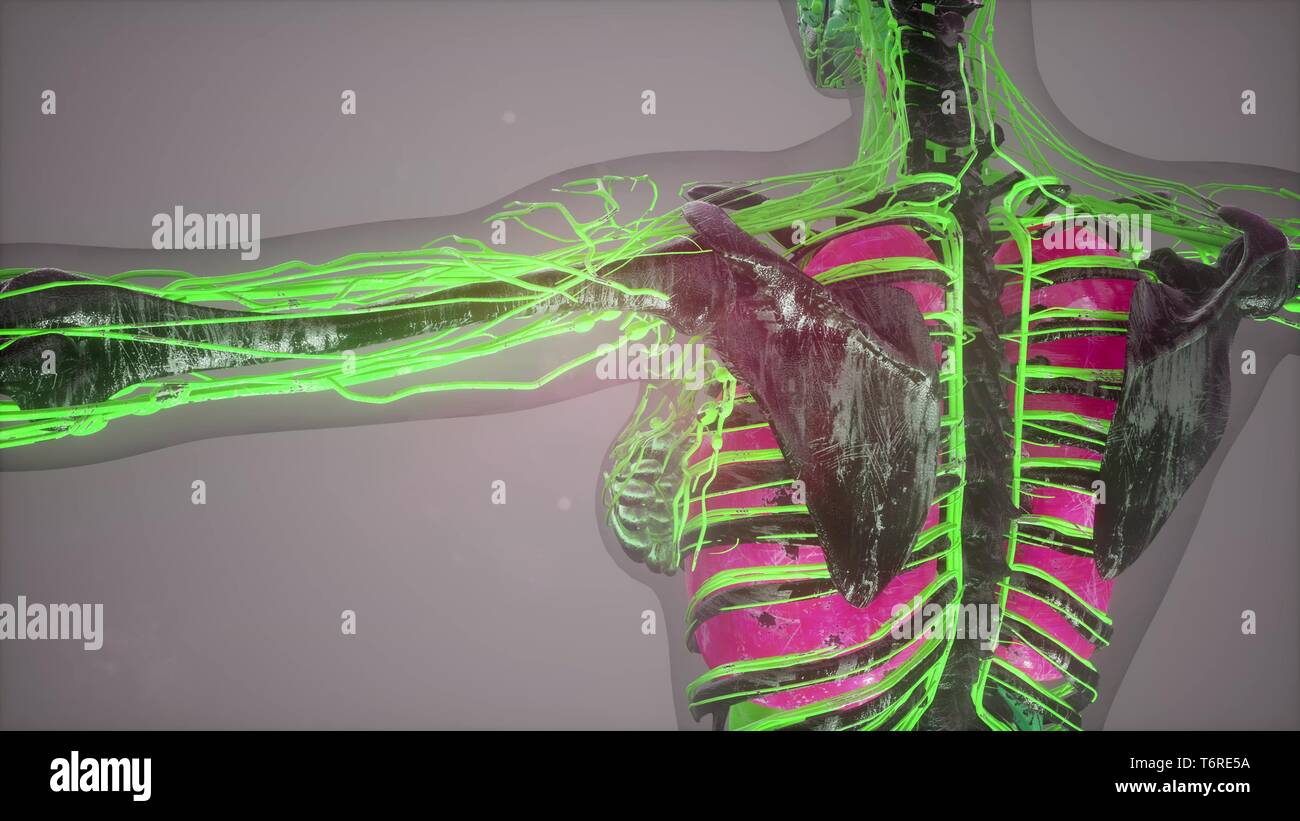 colored Human Internal organs scan Stock Photo - Alamy