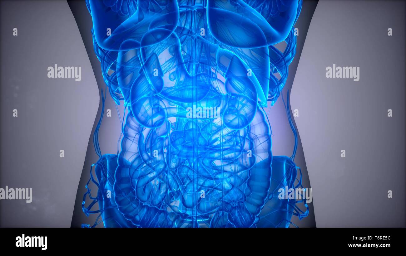 3D magnetic resonance image scan Stock Photo - Alamy