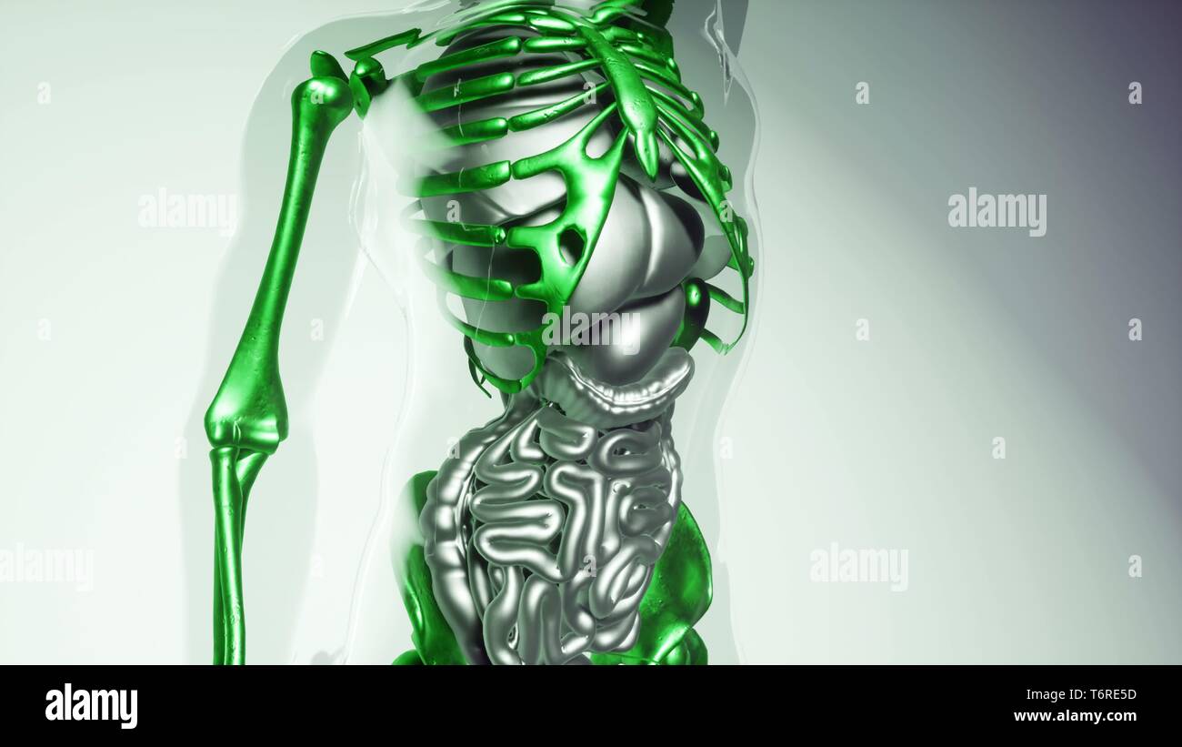 Human Skeleton Bones Model with Organs Stock Photo - Alamy